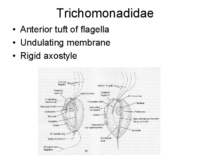 Other Flagellated Protozoa Giardia duodenalis Spironucleus meleagridis ...