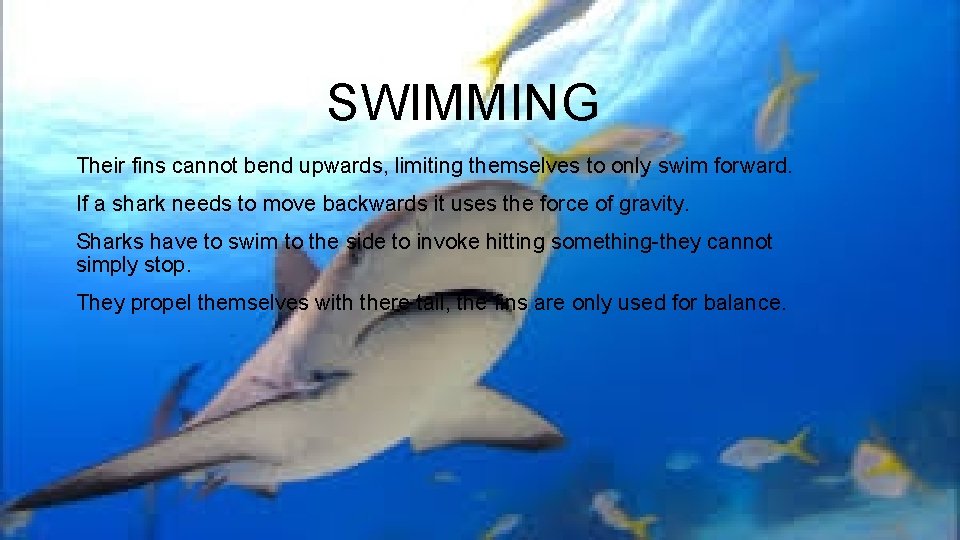 THE FANTASTIC SHARKS By Jordyn Sonier and Michaela