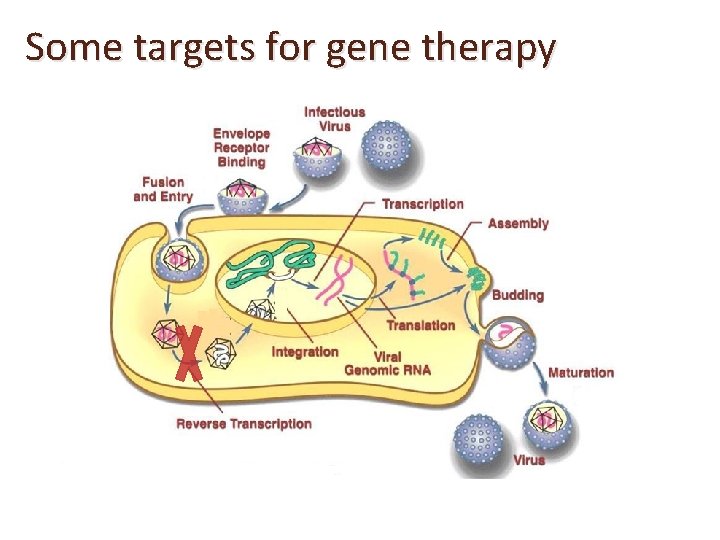 CELLGENE THERAPY HIV Cure Research Training Curriculum CellGene