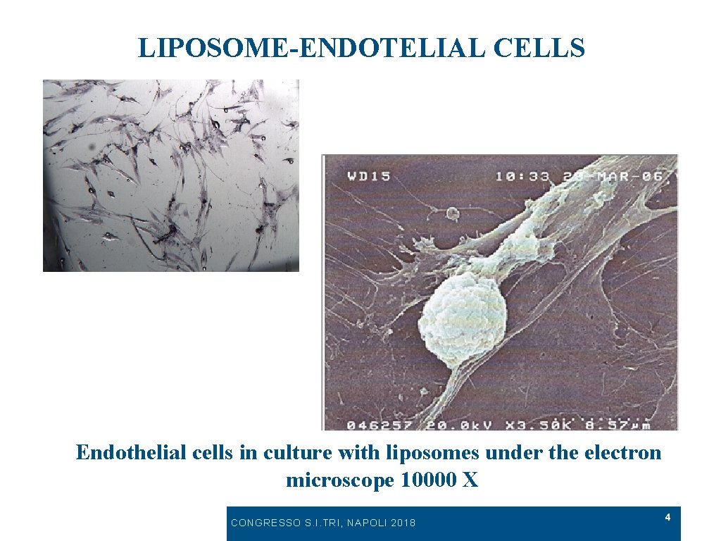 Liposomal solution containing DGLA Equol and Carnitine for