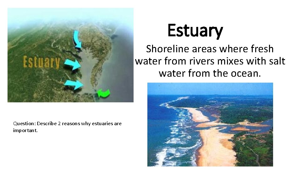 Estuary Shoreline areas where fresh water from rivers
