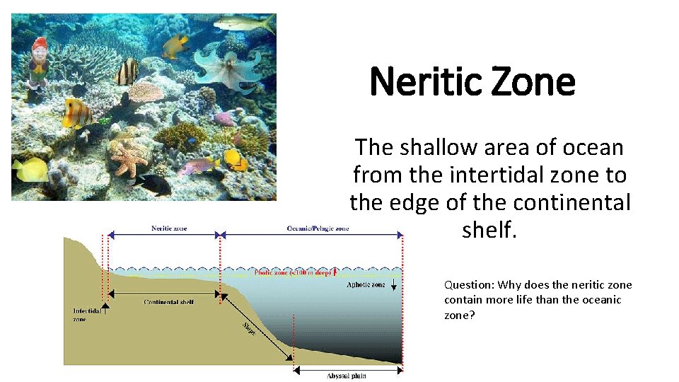 Estuary Shoreline areas where fresh water from rivers