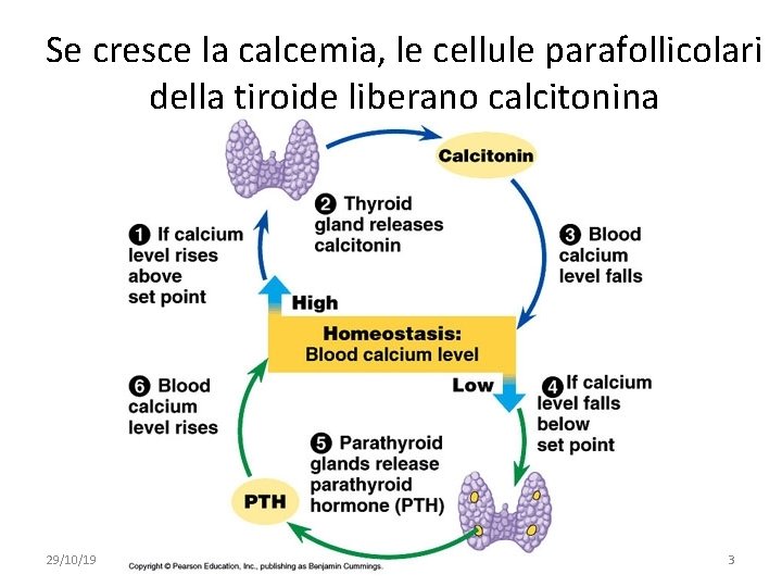 Lezione 14 calcitonina nellomeostasi di calcio e fosfato