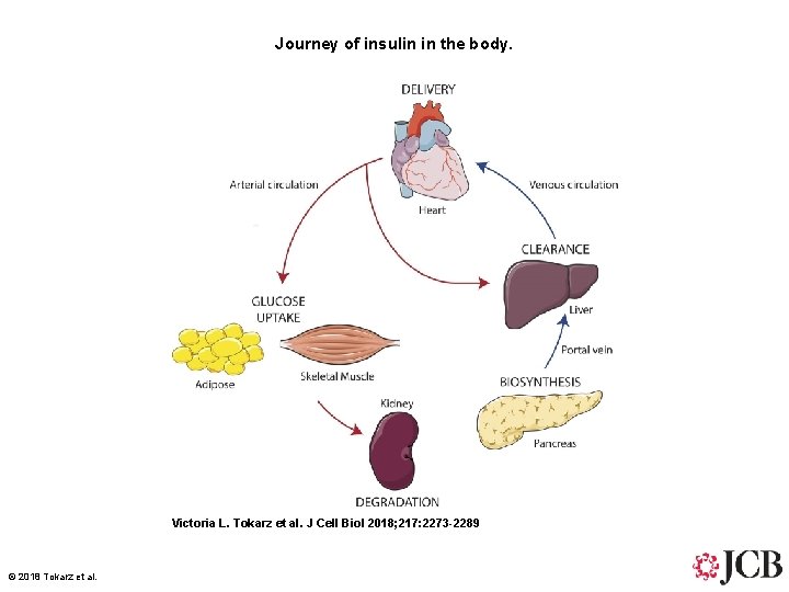 Lezione 14 calcitonina nellomeostasi di calcio e fosfato
