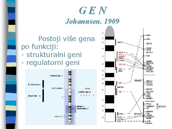 Struktura i funkcija genetikog materijala biohemijska genetika molekularna