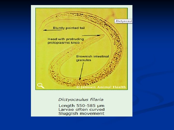 VERMINOUS PNEUMONIA VERMINOUS PNEUMONIA n Other names n