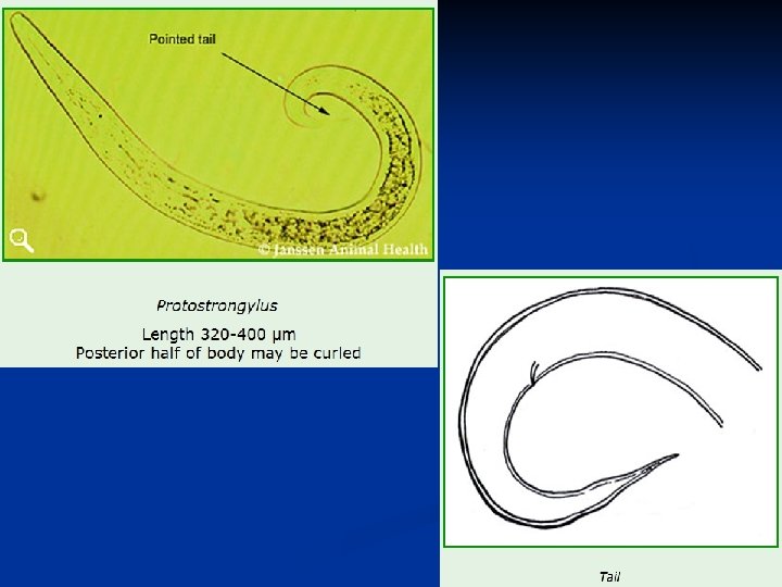 VERMINOUS PNEUMONIA VERMINOUS PNEUMONIA n Other names n