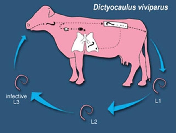 VERMINOUS PNEUMONIA VERMINOUS PNEUMONIA n Other names n