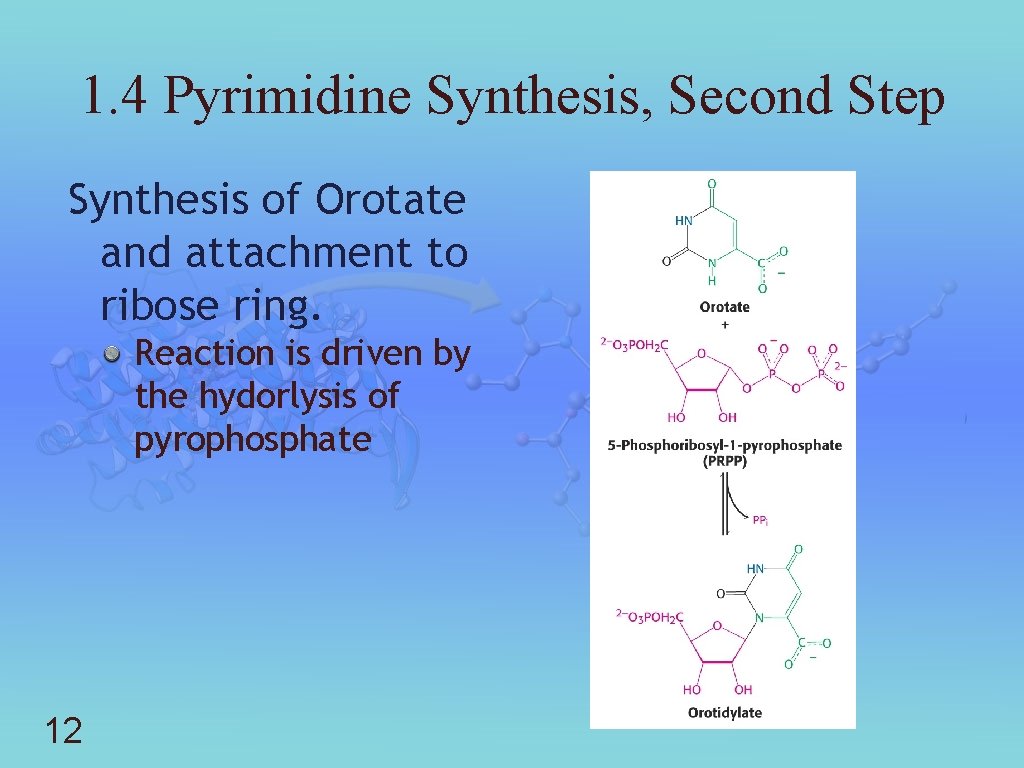 Lecture 12 Nucleotide Biosynthesis Chem 454 Regulatory Mechanisms