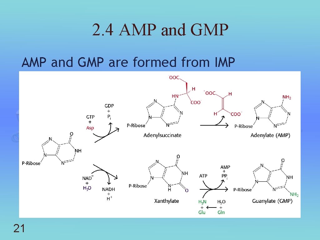 Lecture 12 Nucleotide Biosynthesis Chem 454 Regulatory Mechanisms