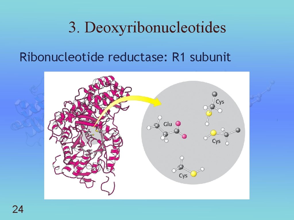 Lecture 12 Nucleotide Biosynthesis Chem 454 Regulatory Mechanisms