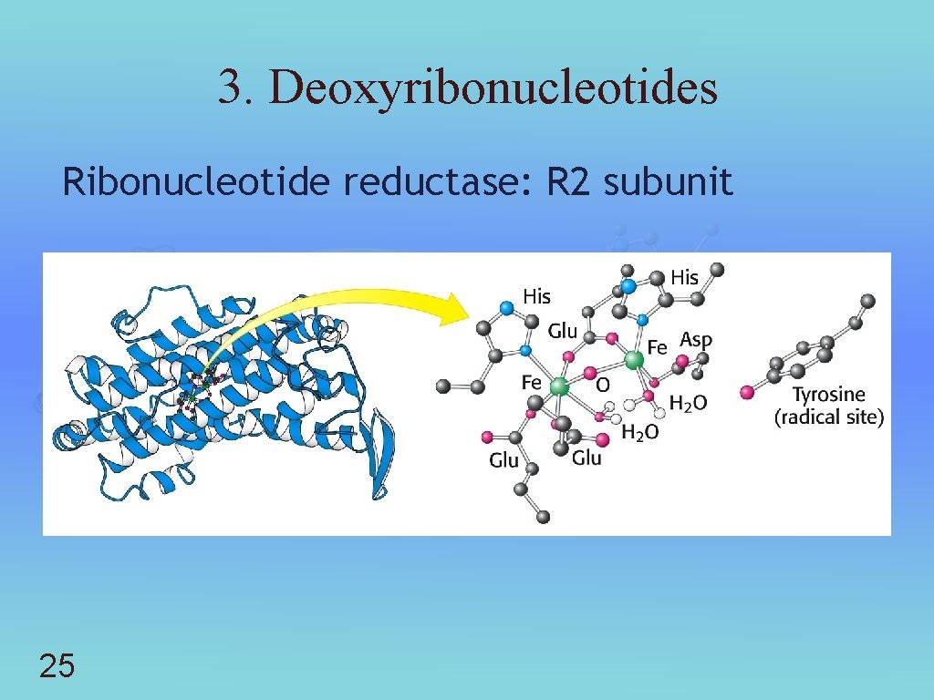 Lecture 12 Nucleotide Biosynthesis Chem 454 Regulatory Mechanisms