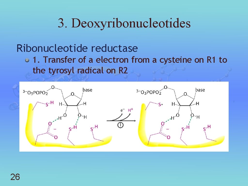 Lecture 12 Nucleotide Biosynthesis Chem 454 Regulatory Mechanisms