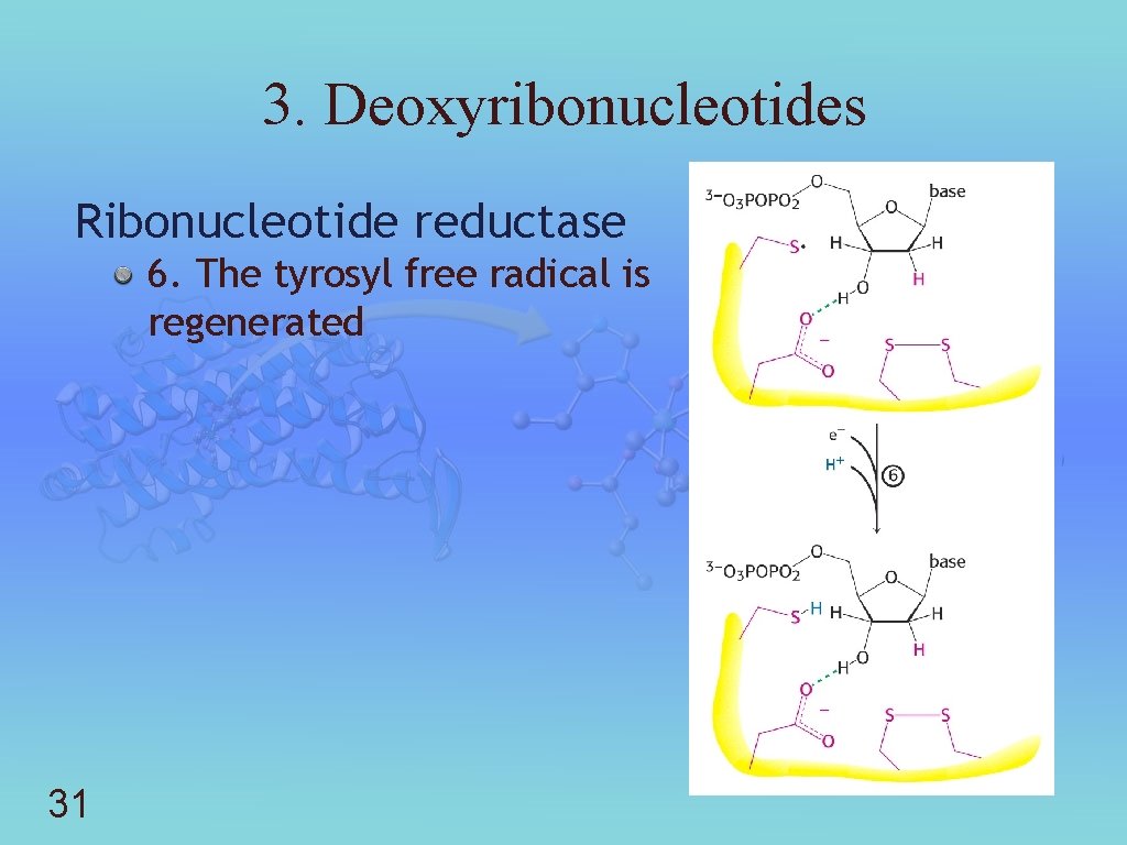 Lecture 12 Nucleotide Biosynthesis Chem 454 Regulatory Mechanisms
