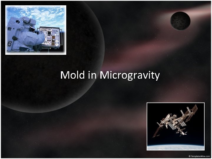 How Does Microgravity Effect the Mold Growth on