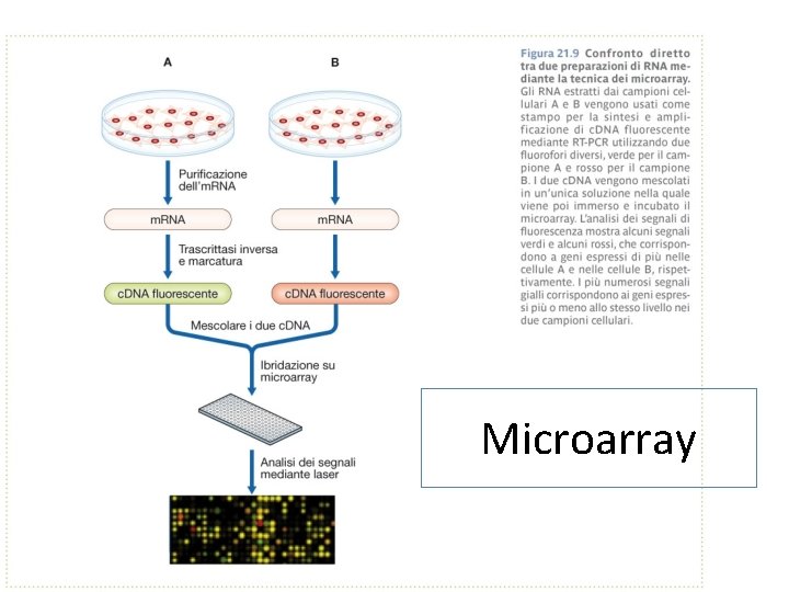 Tecniche della Biologia Molecolare Amaldi Cap 21 vari