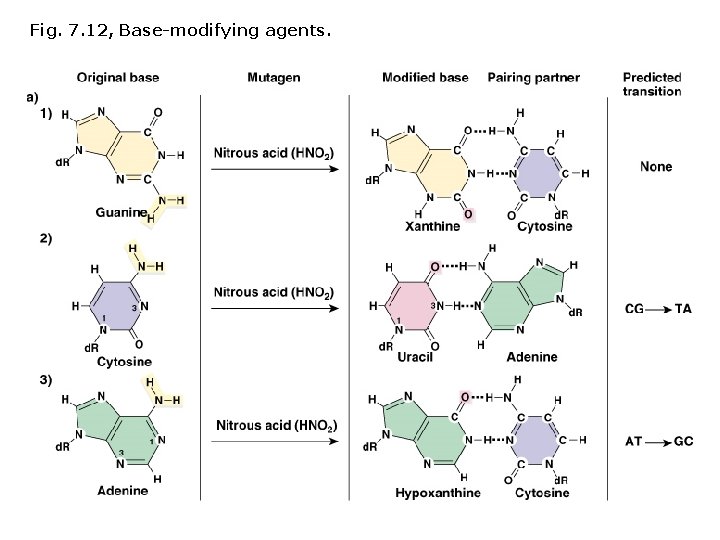 Chapter 7 a DNA mutation and repair Mutation
