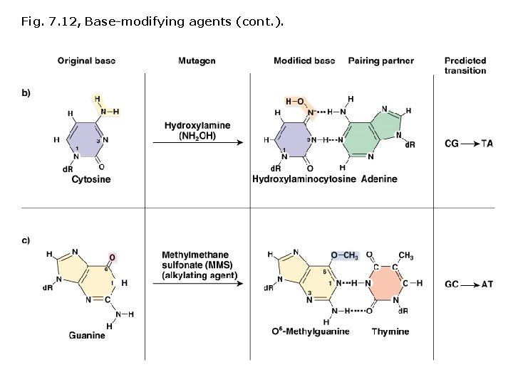 Chapter 7 a DNA mutation and repair Mutation