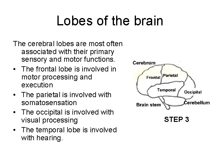 Neuroanatomy and Neurochemistry Lesson Plan for Brain Cap