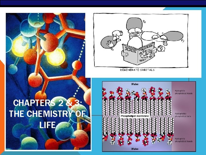 CHAPTERS 2 3 THE CHEMISTRY OF LIFE 08