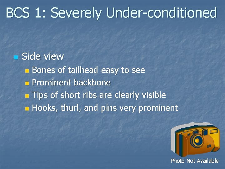 Beginners Guide to Body Condition Scoring A Tool
