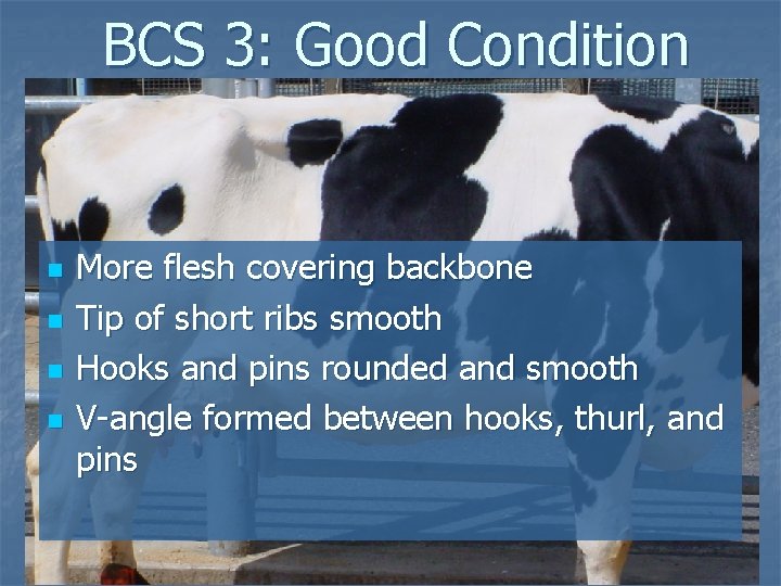 Beginners Guide to Body Condition Scoring A Tool