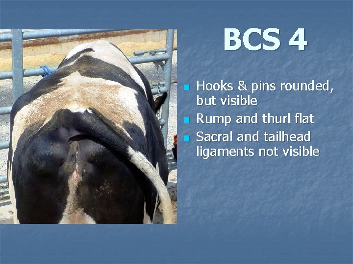 Beginners Guide to Body Condition Scoring A Tool