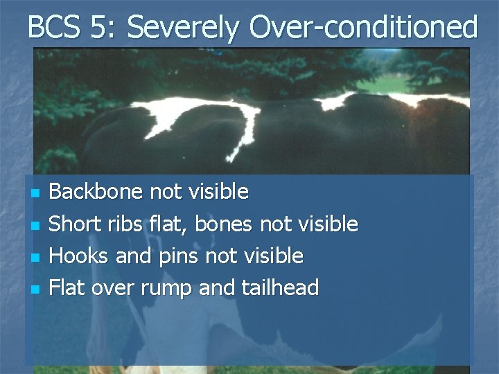 Beginners Guide to Body Condition Scoring A Tool