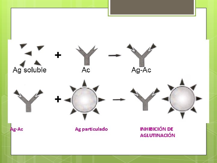 Interaccin Antgeno Anticuerpo AgAc Caractersticas Relacin bimolecular No