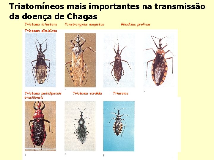 Artrpodes de importncia mdica Hemiptera espcies hematfagas Reduviidae