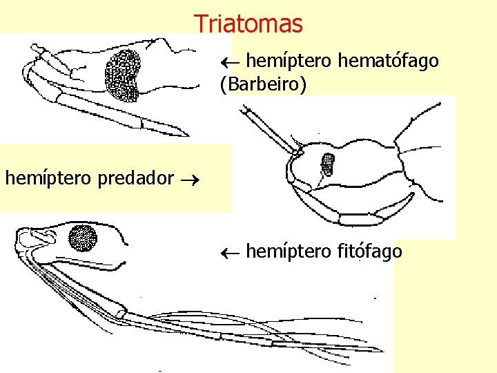 Artrpodes de importncia mdica Hemiptera espcies hematfagas Reduviidae