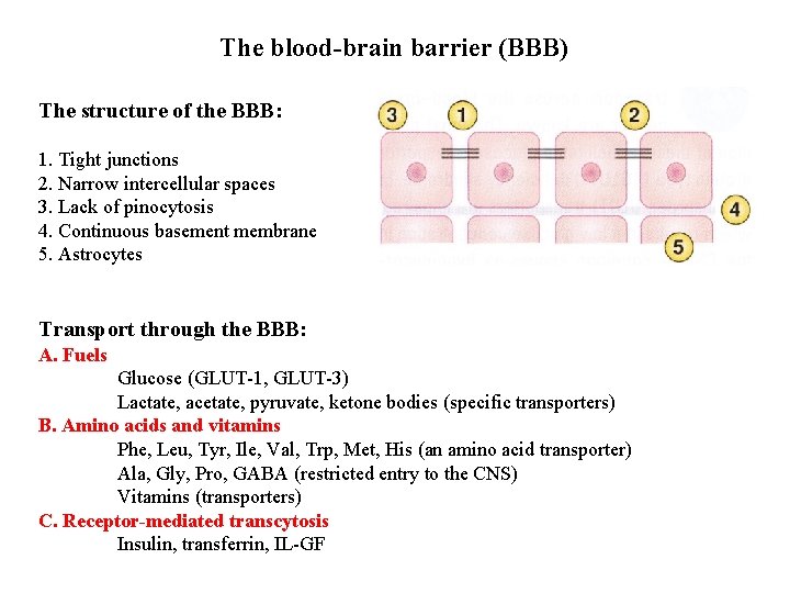 Biochemistry of CNS Alice Skoumalov Bruno Sopko Structure
