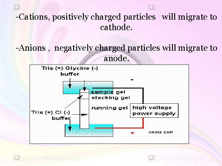 Electrophoresis Electrophoresis is one of the most important