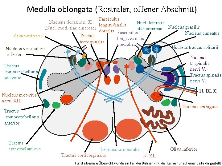Kerne und Bahnen des Hirnstammes Feiner Aufbau des