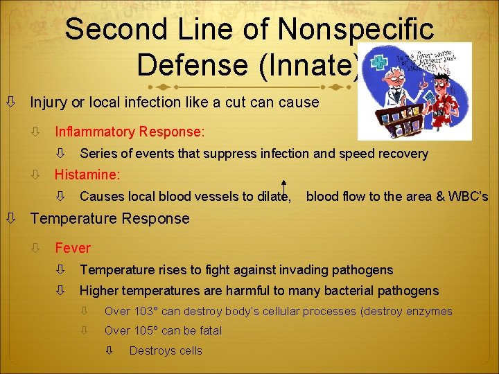 The Bodys Defense System Chapter 14 Lymphatic and
