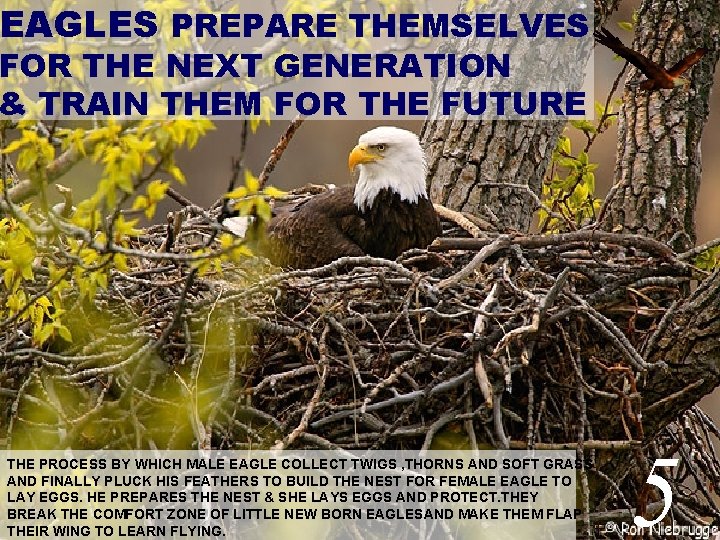 6 leadership lessons from EAGLE EAGLES FLY WITH