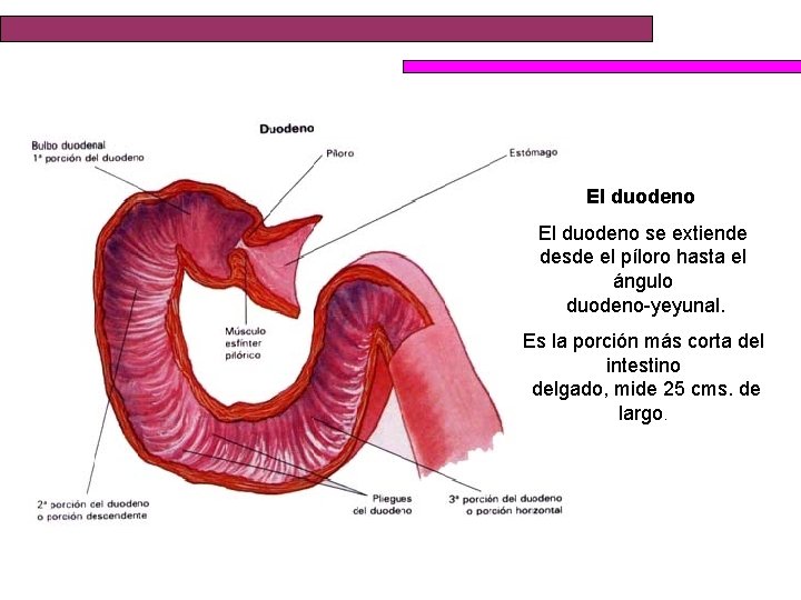 Absorcin intestinal El duodeno se extiende desde el