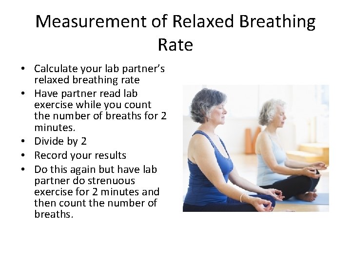 Respiratory Function Breathing Respiration BI 233 Exercise 40