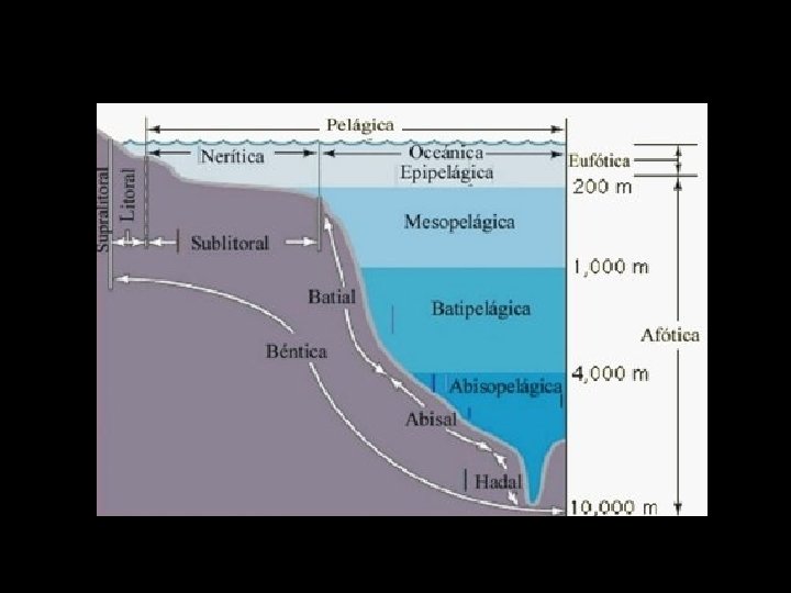 BIOCICLOS Biosfera dividida em Epinociclo ambientes terrestres Talassociclo