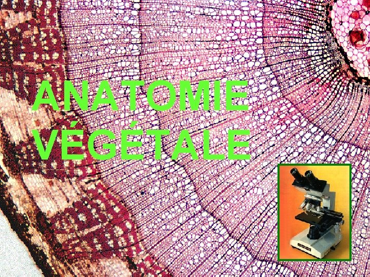 ANATOMIE VGTALE Epiderme Suber Endoderme Pricycle Parenchyme Phelloderme