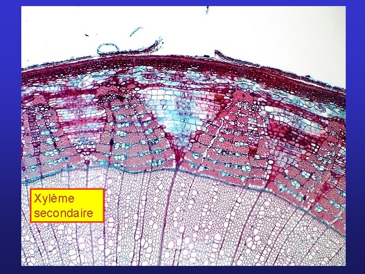 ANATOMIE VGTALE Epiderme Suber Endoderme Pricycle Parenchyme Phelloderme