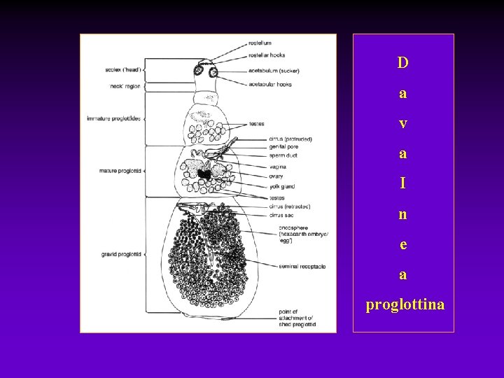 Cestode of Poultry Family Davaineidae Davainea proglottina Raillietina