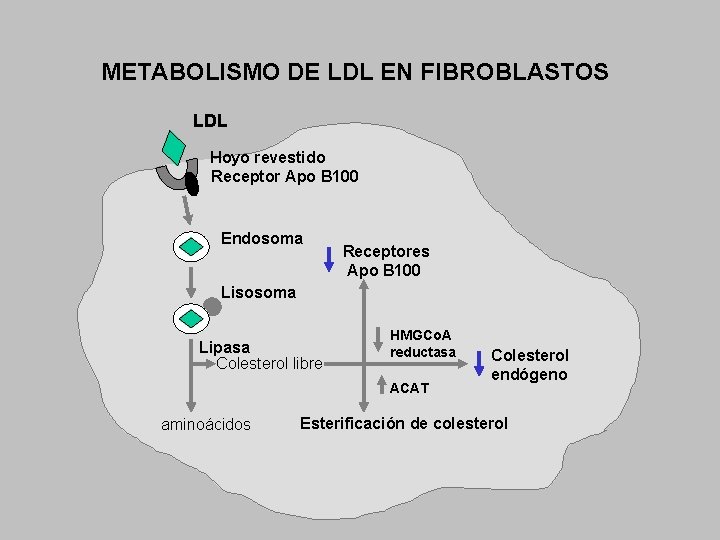 FISIOPATOLOGIA DEL METABOLISMO DE LIPIDOS Estructura de las