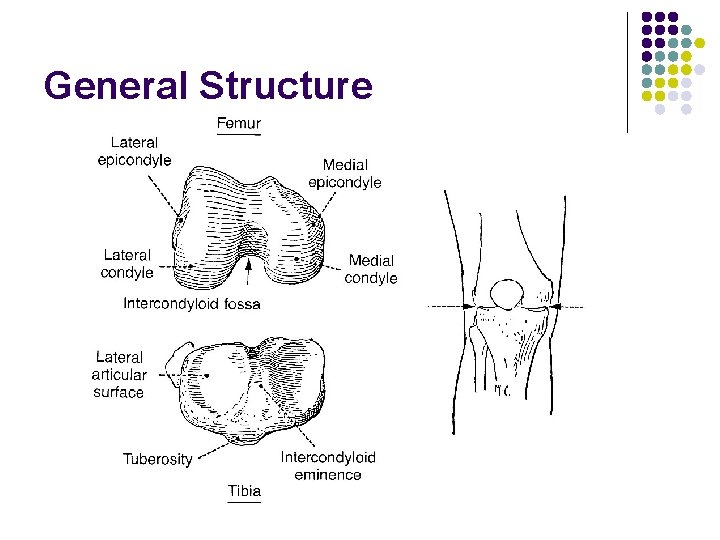 The Knee Complex The Knee Complex A B