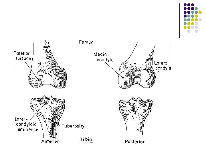 The Knee Complex The Knee Complex A B