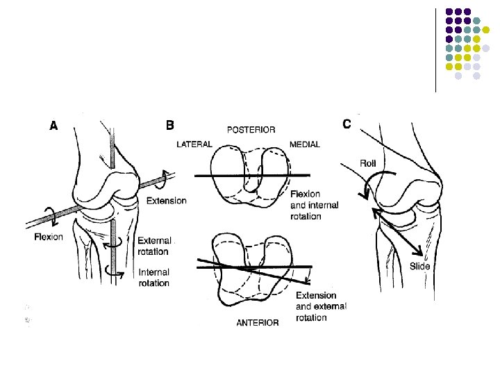 The Knee Complex The Knee Complex A B