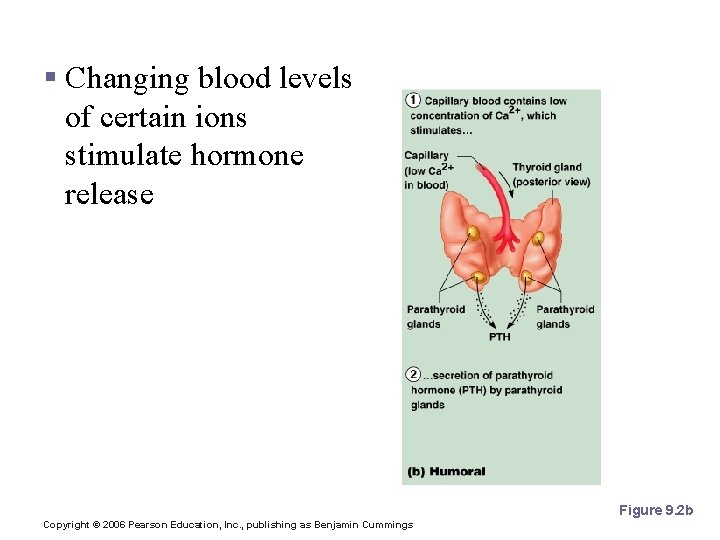 9 The Endocrine System PART A Power Point