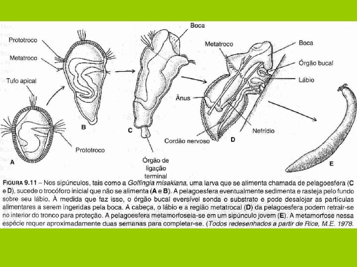 10 PROTOSTOMADOS MENORES PHYLA SIPUNCULA ECHIURA 320 spp