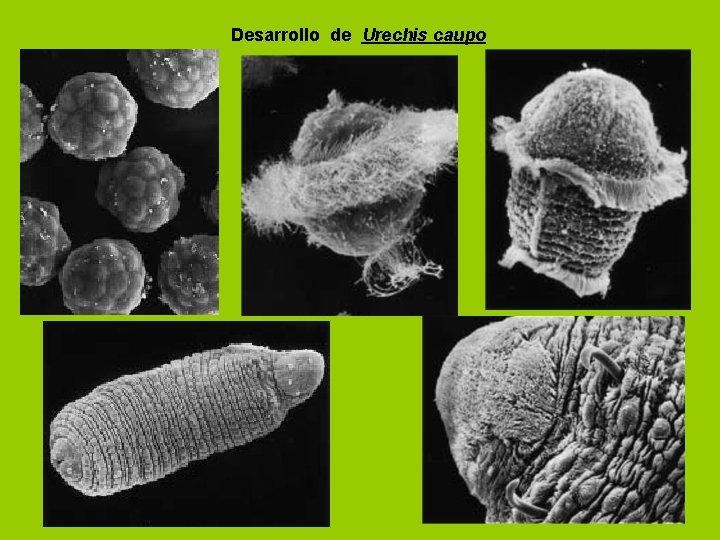 10 PROTOSTOMADOS MENORES PHYLA SIPUNCULA ECHIURA 320 spp