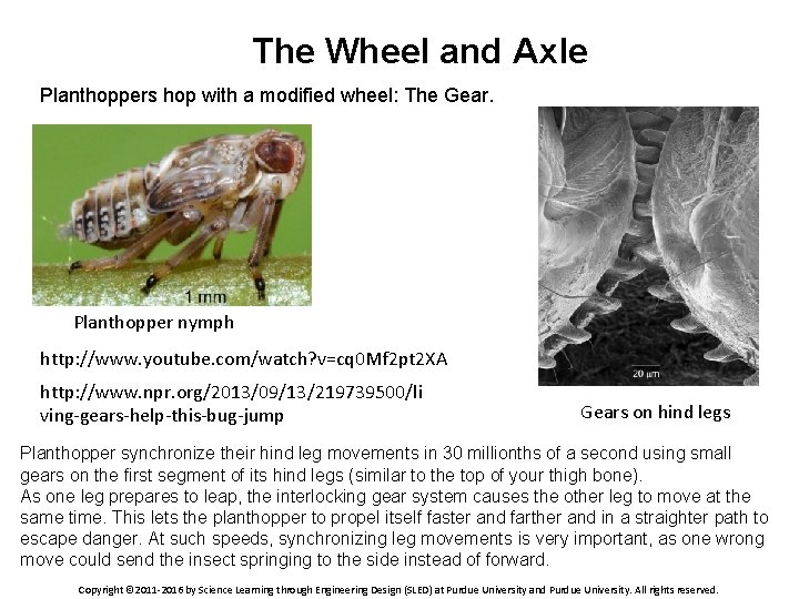 SLED Design Project Simple Machines Examples from Nature